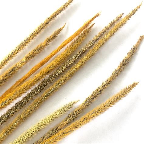 Dried Kirin Grass Stems X 10 Pcs Natural Au