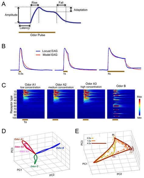 Odor Coding In Model Olfactory Receptor Neurons A In A Parametric Download Scientific Diagram