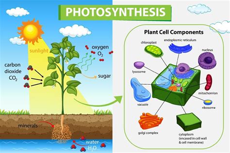 Diagram Showing Process Of Photosynthesis In Plant 2062776 Vector Art
