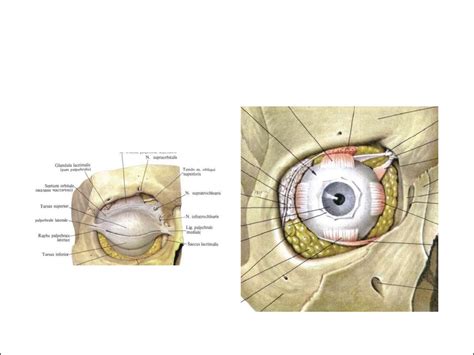 Загальна естезіологія Будова шкіри та органу зору презентация онлайн