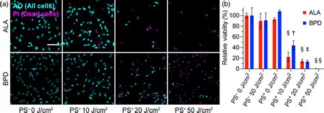 Viability Of Powder Cells 24 H Post Led Pdt A Ao Pi Staining Shows Download Scientific