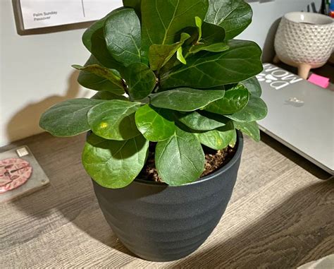 Why Are My Dwarf Fiddle Leaf Fig Leaves Curling