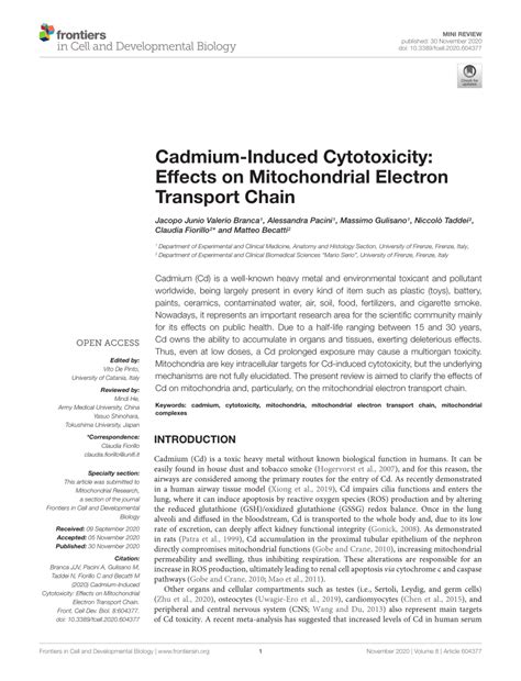 Pdf Cadmium Induced Cytotoxicity Effects On Mitochondrial Electron