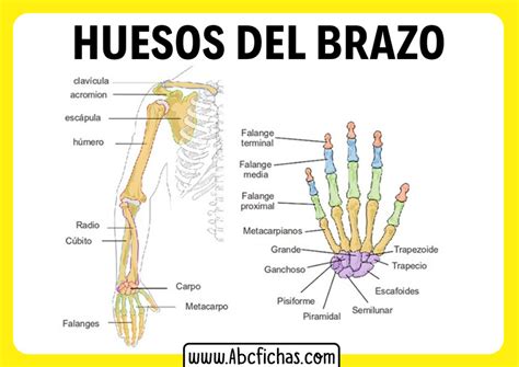Anatomía Y Huesos Del Brazo Humano