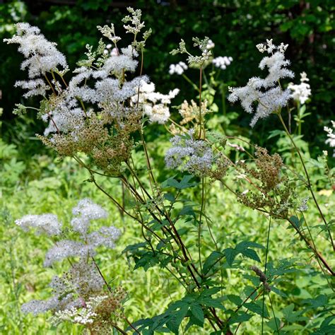 Meadowsweet Siskiyou Seeds