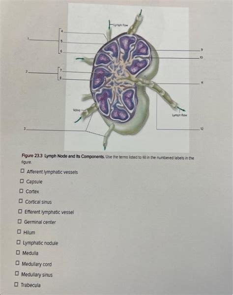 Solved Figure 23 3 Lymph Node And Its Components Use The