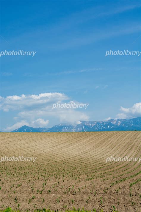 植え付けが終わった畑と残雪の山並み 写真素材 [ 6682224 ] フォトライブラリー Photolibrary