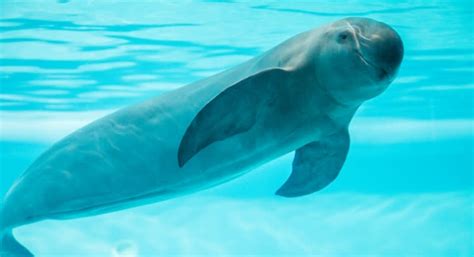 Animals That Use Echolocation To “see” The World Animals That Use Echolocation To “see” The World