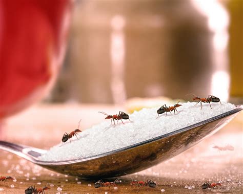 How To Kill Red Ants Real Homes