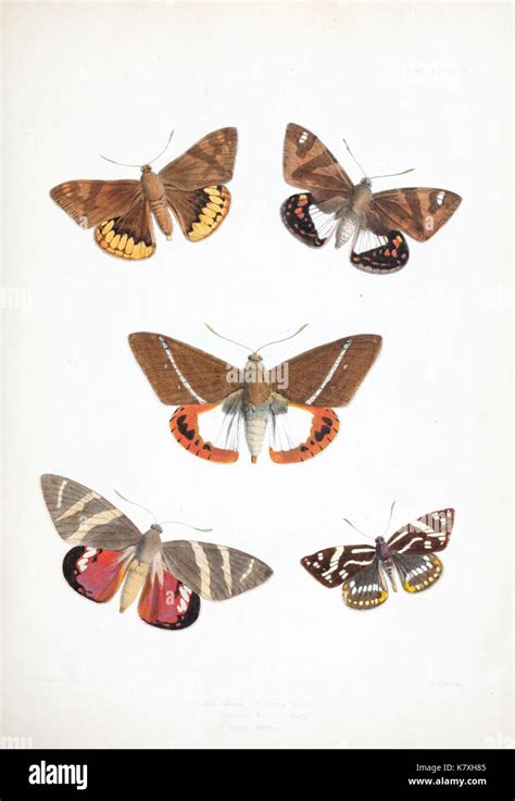 Illustrations Of Typical Specimens Of Lepidoptera Heterocera In The