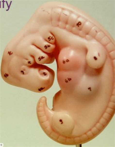 Embryo Model Diagram Quizlet