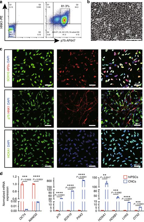 Enrichment And Characterization Of Cranial Neural Crest Cells CNCs