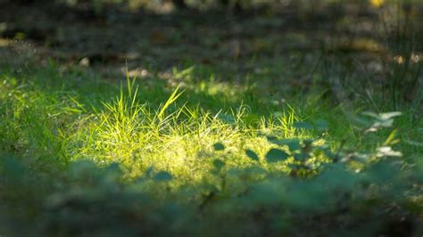 Summer Grass Hit By Light Stock Image Image Of Branch 191285537