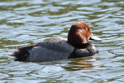 Duck Id Object Detection Dataset And Pre Trained Model By Smcm