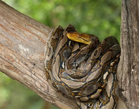What Is An Invasive Species Impacts On Natives — Wildlife Nomads
