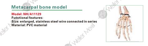 Metacarpal Bone Modelskeletal Model