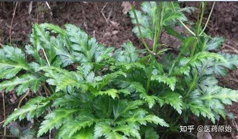 带你识别黄连 知乎