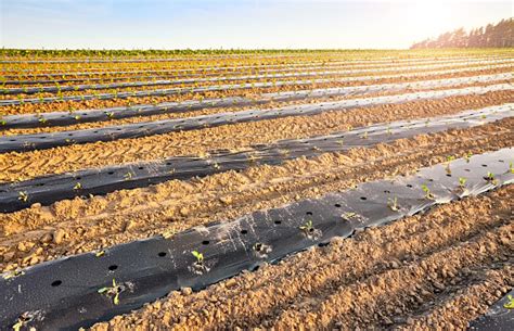 일몰에 플라스틱 뿌리 덮개로 덮여 패치와 유기 농장 필드 0명에 대한 스톡 사진 및 기타 이미지 0명 건강한 식생활 녹색 Istock