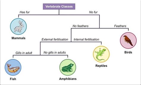 Dichotomous Key Dichotomous Key Teaching Biology Teaching