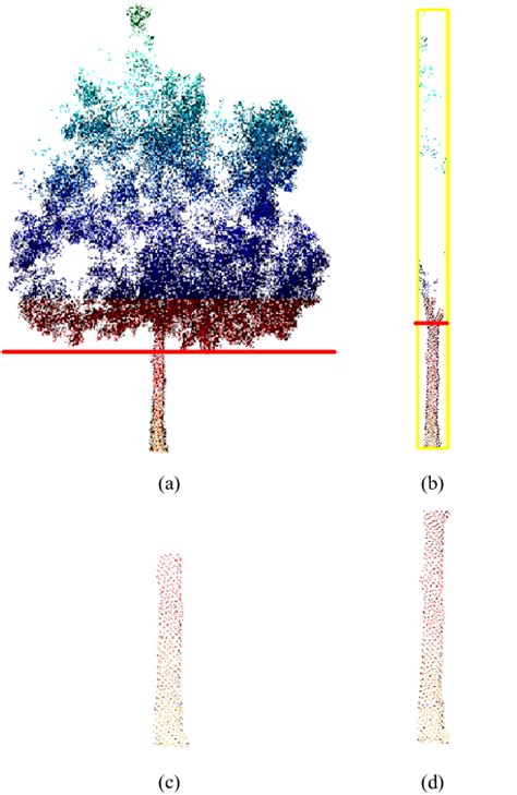 Trunk Crown Separation A A Street Tree B Result Of Circle