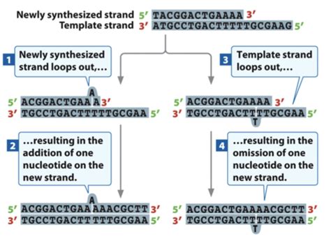 Genetics Test 4 Flashcards Quizlet