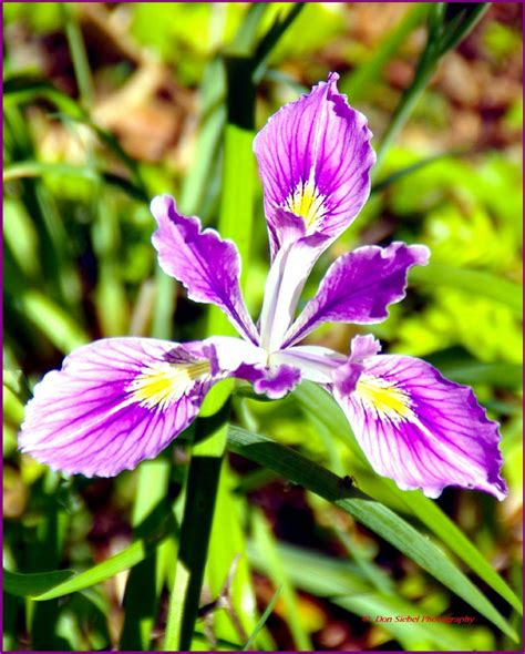 Wild Iris Flower In The Grass