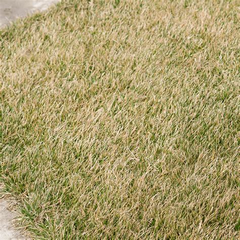 Easy Lawn Care Routine Aerating Your Lawn For Healthier Grass In Australia