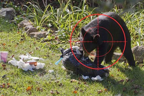 Is It Legal To Shoot A Problem Bear In Minnesota