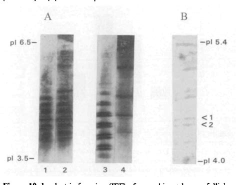 Figure 10 From Molecular Biology And Biochemistry Of Human Recombinant Follicle Stimulating