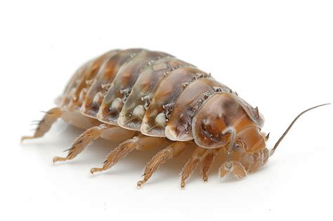 Premium Photo Woodlouse Isopod Insect On White Background