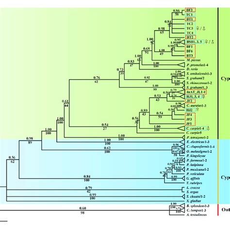 phylogenetic tree based on bayesian inference using the concatenate