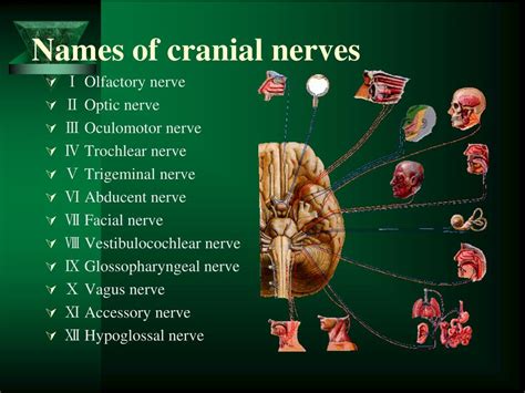 PPT The Cranial Nerves PowerPoint Presentation Free Download ID