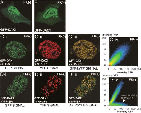 Subcellular Distribution Interaction Between Gfp Dax 1 And Download Scientific Diagram