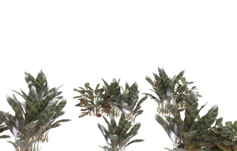 Background Decore Plant Pngs For Free Download