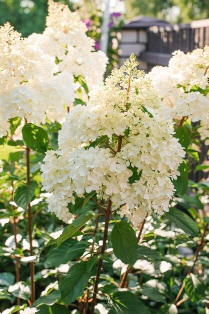 Premium Photo White Inflorescences Of Paniculate Hydrangea Vanilla