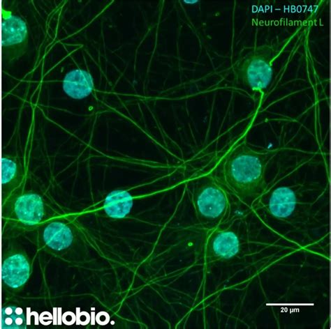 DAPI Staining Solution Mg ML Hello Bio