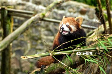都江堰熊猫乐园：小熊猫萌态十足惹人爱 图片 轩视界