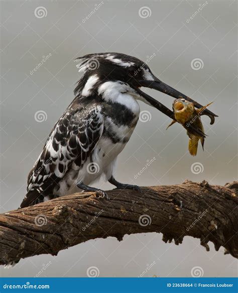 Pássaro Com Os Peixes No Bico Foto De Stock Imagem De Cinzento