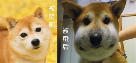 狮蛰图片 啊哈啊狮蛰 狮蛰 大山谷图库