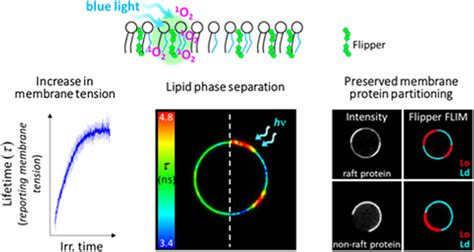Tensing Flipper Photosensitized Manipulation Of Membrane Tension
