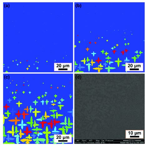 Simulation Of Dendrite Growth At Different Times And Experimental Download Scientific Diagram