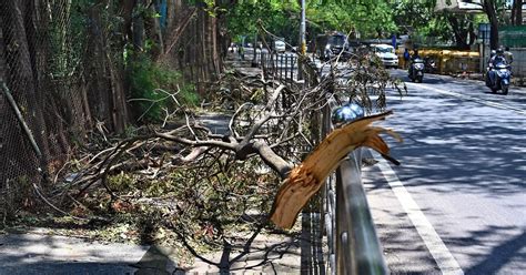 experts criticise delayed tree pruning in bengaluru