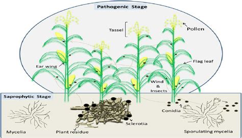 Life Cycle Of Aflatoxigenic Fungi Aspergillus Flavus In A Corn