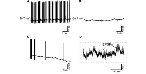 electrophysiological behavior of the central pattern generating neuron download scientific