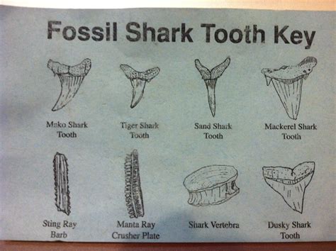 Shark Tooth Identification Chart