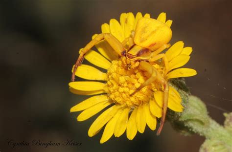 Whitebanded Crab Spider Project Noah