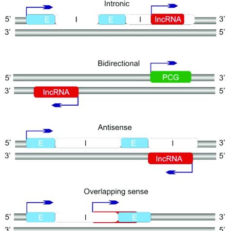 Classification Of Long Non Coding Rnas Lncrnas According To