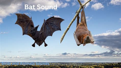 Bats Sounds Flying In Daylight Youtube