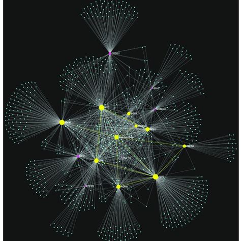 The Mirnatarget Interaction Network Illustrates The Anticipated