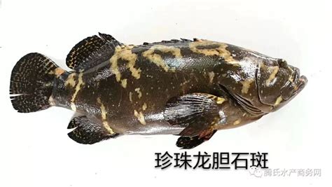 珍珠斑鱼 赤点石斑鱼 青斑鱼 大山谷图库